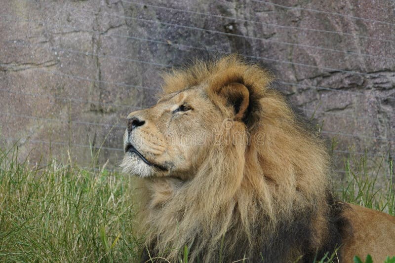 Lion looking out stock photo. Image of carnivora, lion - 327446810