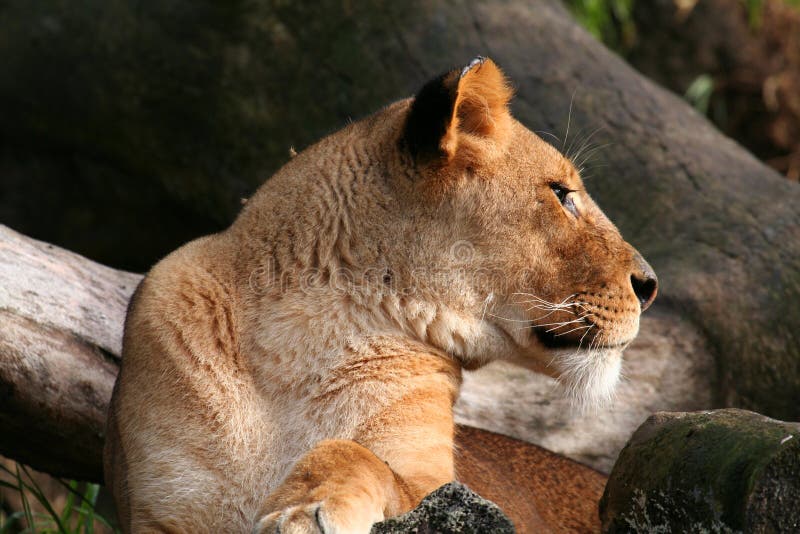 Lion Looking Right Picture. Image: 904248