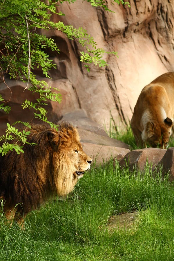 Lion lookout stock photo. Image of male, grass, female - 25280368