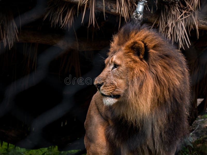 A Lion Looks Around while Standing in a Zoo Stock Image - Image of ...