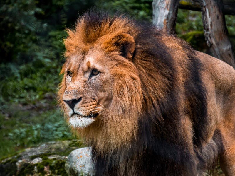 A Lion Looks Around while Standing in a Zoo Stock Photo - Image of ...