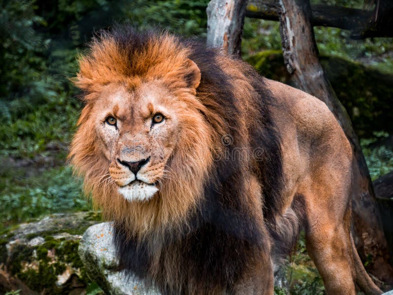 A Lion Looks Around while Standing in a Zoo Stock Photo - Image of ...