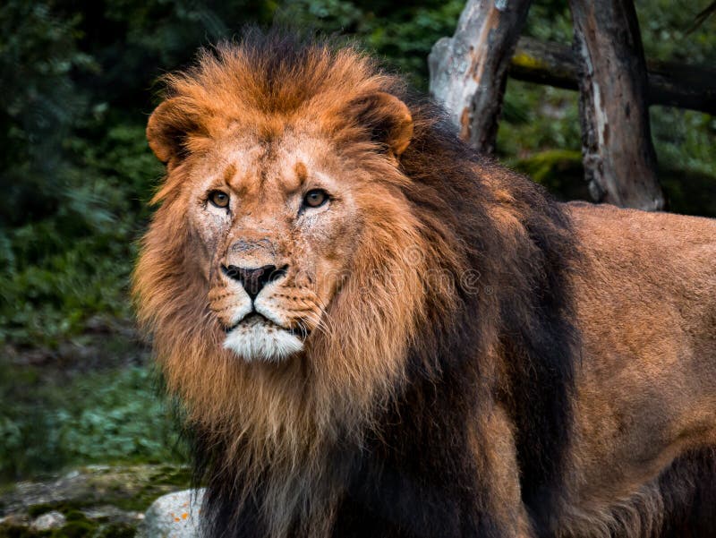A Lion Looks Around while Standing in a Zoo Stock Image - Image of ...