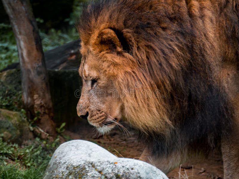 A Lion Looks Around while Standing in a Zoo Stock Image - Image of ...