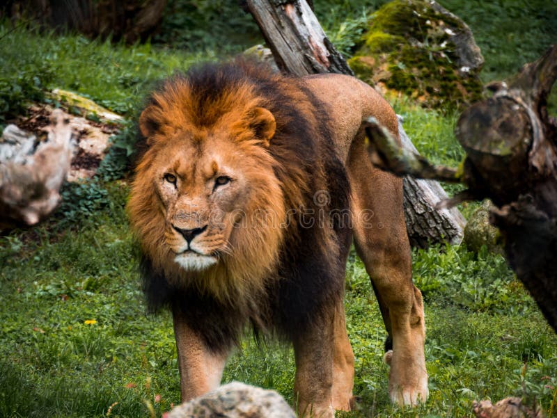A Lion Looks Around while Standing in a Zoo Stock Image - Image of ...