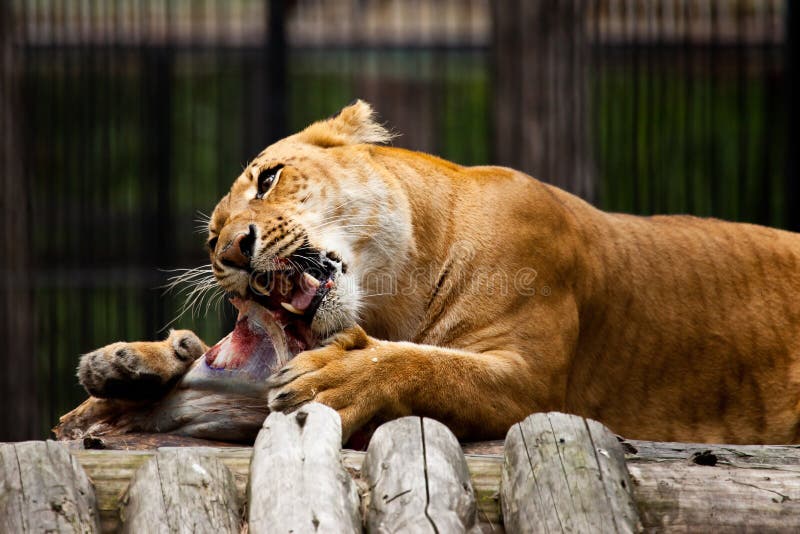 Lion lunch stock photo. Image of eating, hungry, female - 15603170