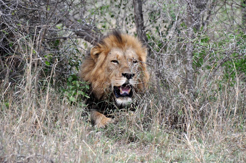 Lion lying in the bushes stock photo. Image of south - 27807660