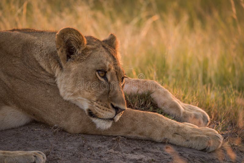 Lion Lying with Head on Front Leg Stock Image - Image of moremi ...