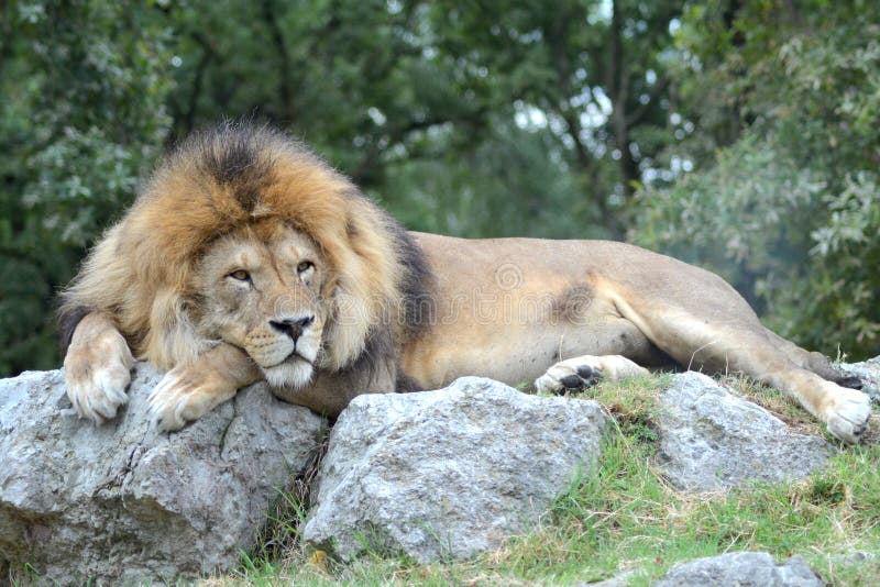 Lion stock photo. Image of monastery, peaceful, mountain - 51177588