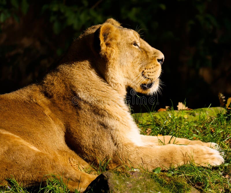 Lion lying in sun stock image. Image of wildlife, resting - 85164691