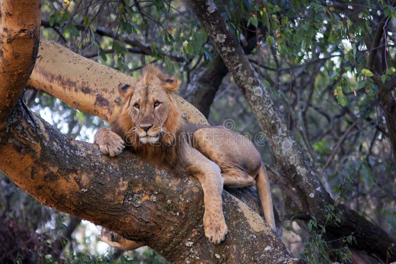Lion Lying on a Tree and Hunting Down a Victim Stock Image - Image of ...