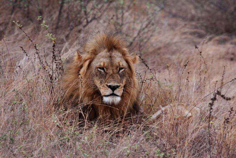 Raging Lion stock photo. Image of lions, submissive, male - 1956020