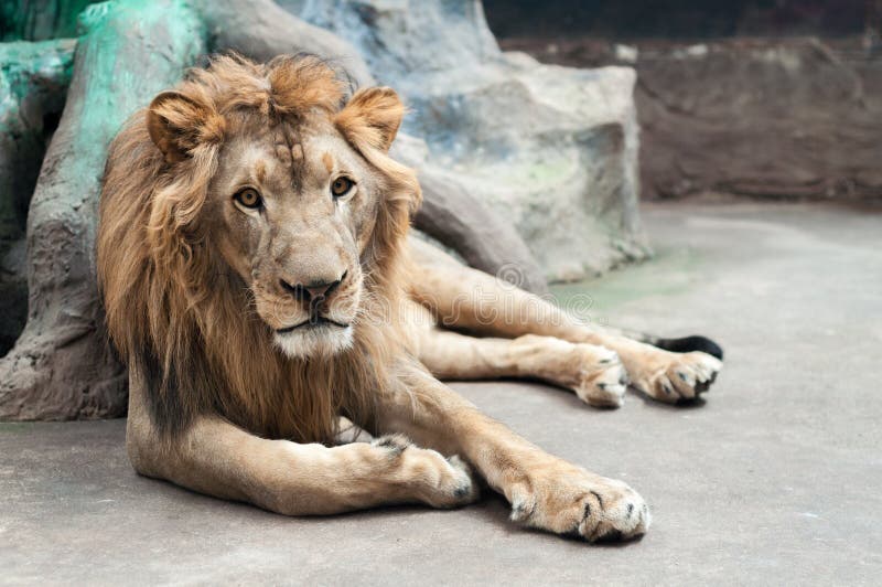 Lion stock photo. Image of natural, zoology, alone, lion - 119902626