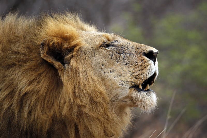 Perfil del puma del rugido foto de archivo. Imagen de animal - 80163892