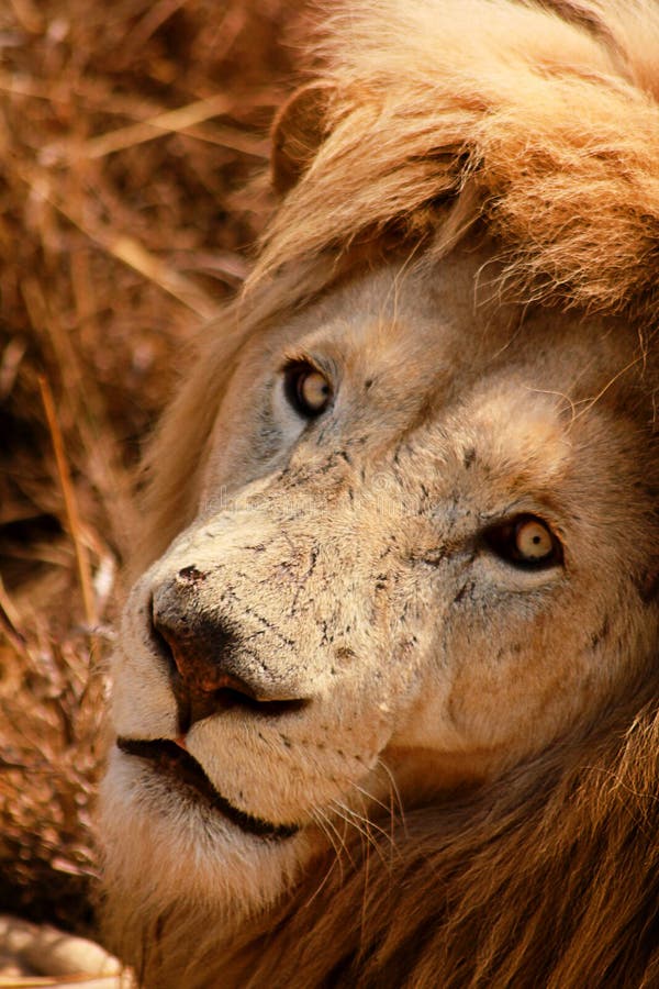 Lion stock image. Image of male, nose, mane, scar, gold - 40079633