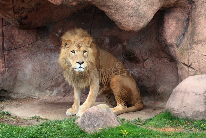 Lion stock image. Image of rock, wildlife, animal, hunter - 47836677