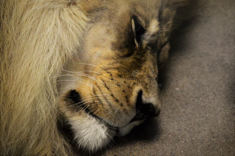 Lion stock photo. Image of fierce, adventure, perspective - 83364534