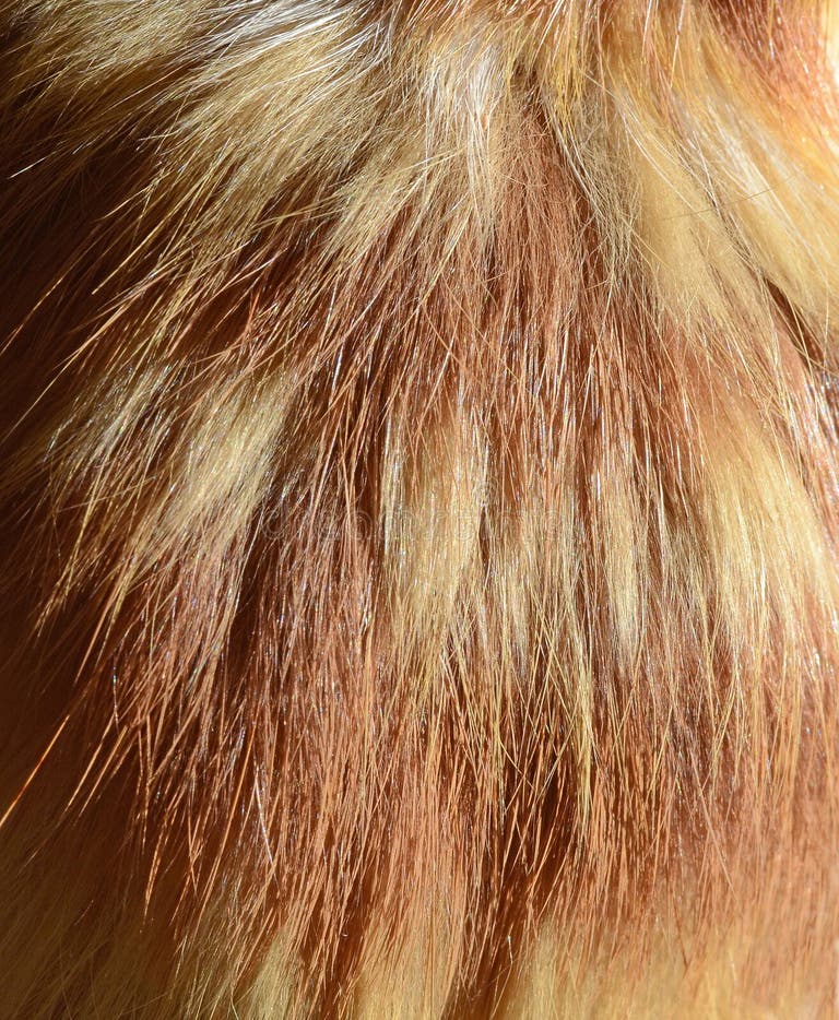 43,740 Lion Mane Stock Photos - Free & Royalty-Free Stock Photos from ...