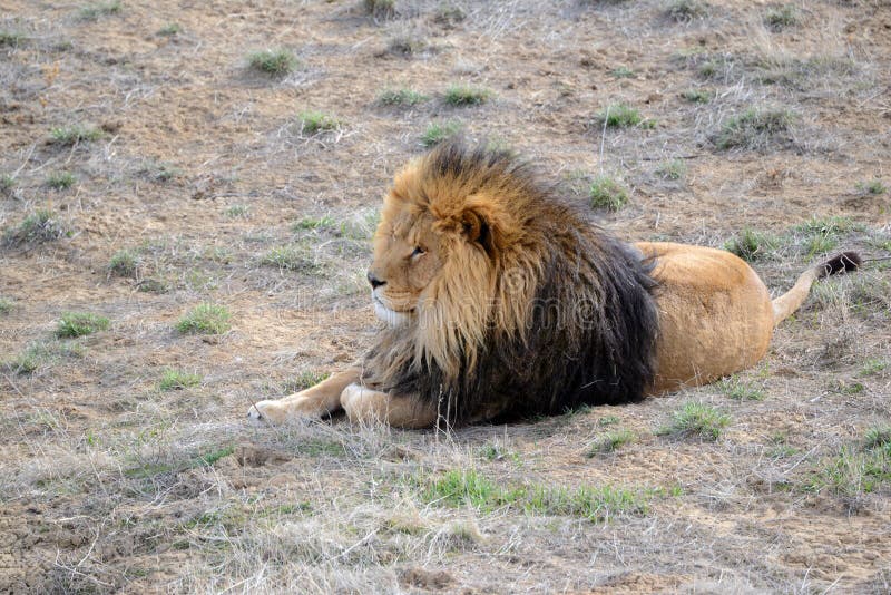 Lion with Mane, by Itself in Open Field Stock Photo - Image of tigris ...