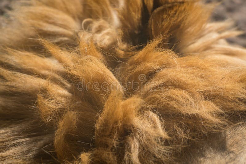 Lion Mane Texture foto de archivo. Imagen de salvaje - 112627254