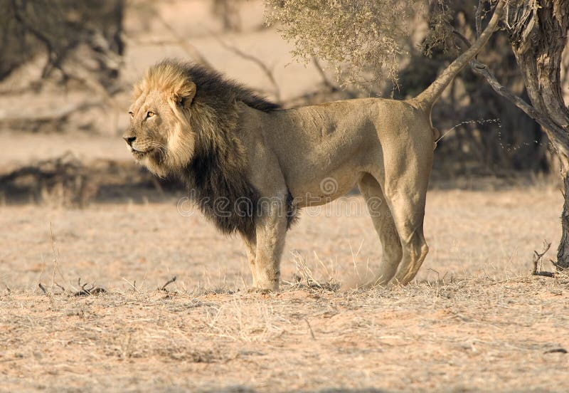 Lion marking terrority stock image. Image of predator - 10603453
