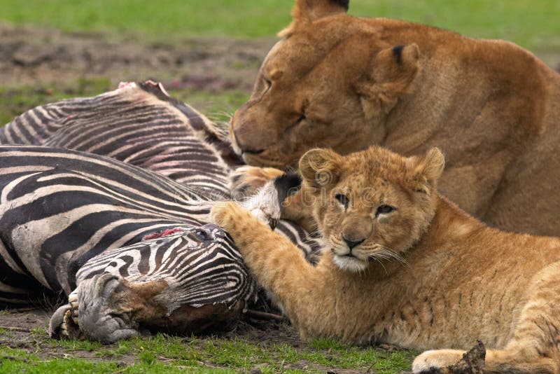 Lion meal stock photo. Image of predator, hunter, zebra - 2730176