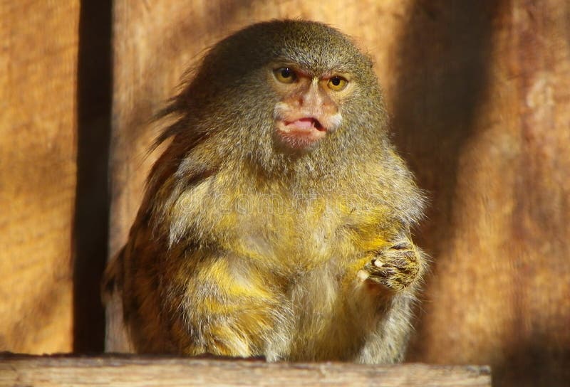 Lion Monkey stock photo. Image of monkey, eating, yellow - 38310212