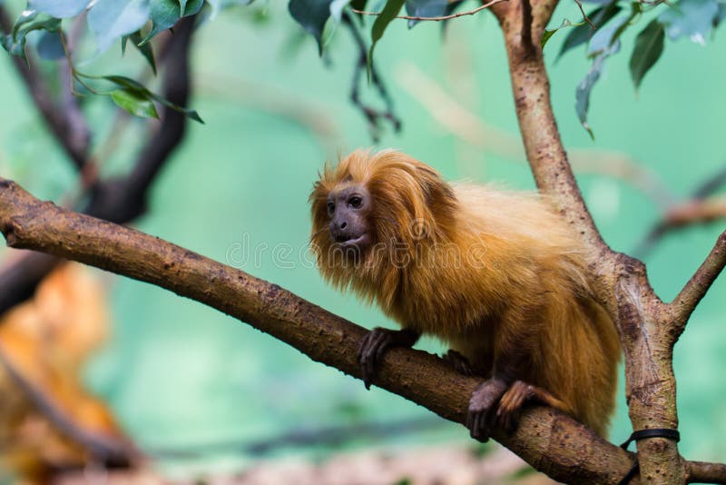 Lion monkey stock image. Image of staring, lion, wild - 4864165