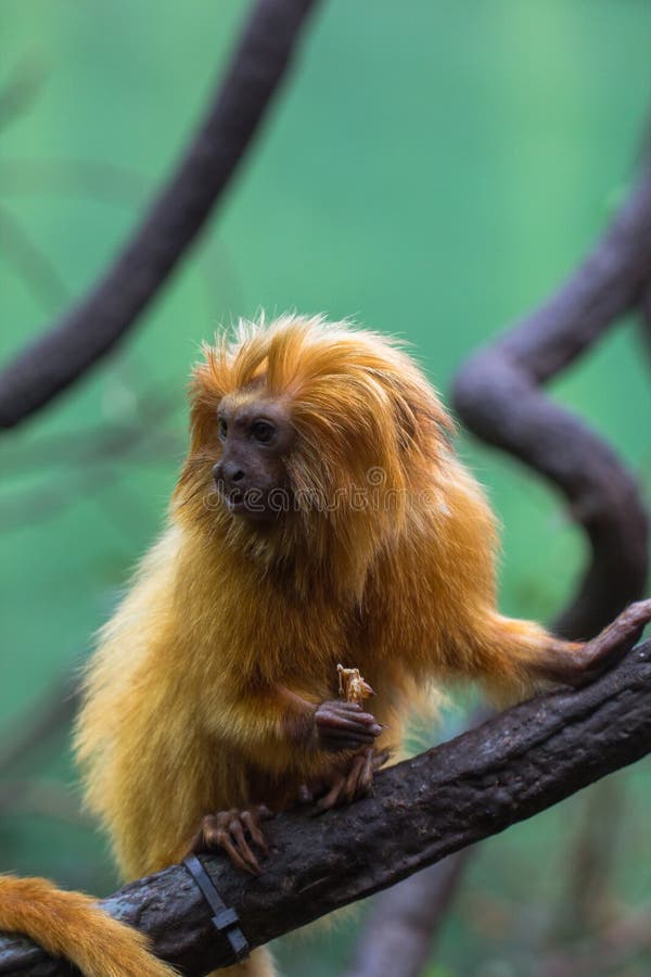 Lion monkey stock image. Image of monkey, orange, amazon - 51686859