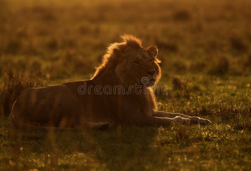 Lion in the morning sun stock image. Image of south, animal - 49098591