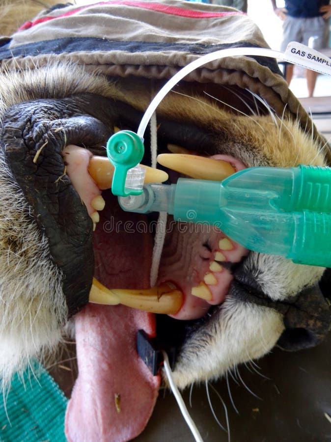 Lion Mouth while Under Gas Anesthesia for Surgical Procedure Showing ...