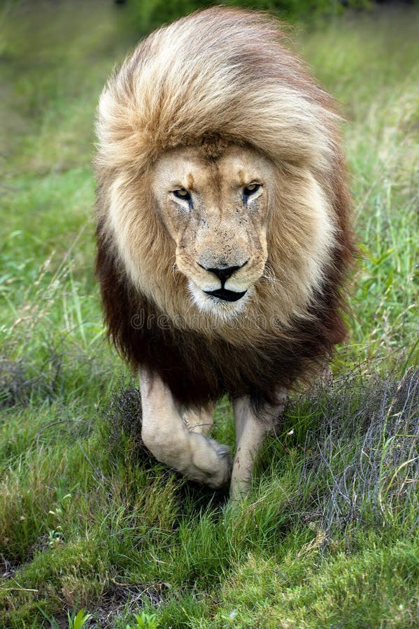 Lion on the move stock image. Image of looking, nature - 34643565