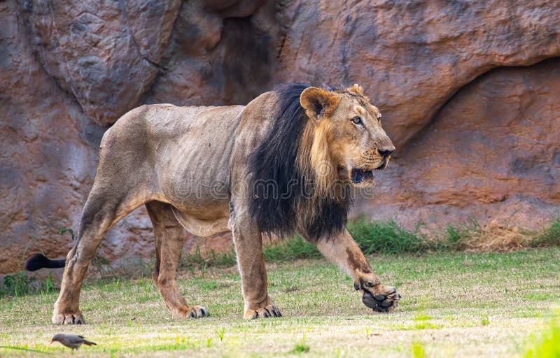 A Lion moving in its cage stock image. Image of power - 255160469