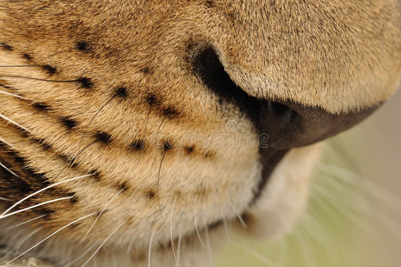 Lion muzzle stock image. Image of safari, outdoor, nose - 21599305