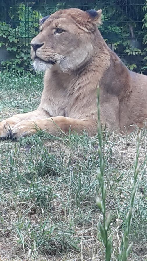 Lion stock image. Image of lion, class - 88385319