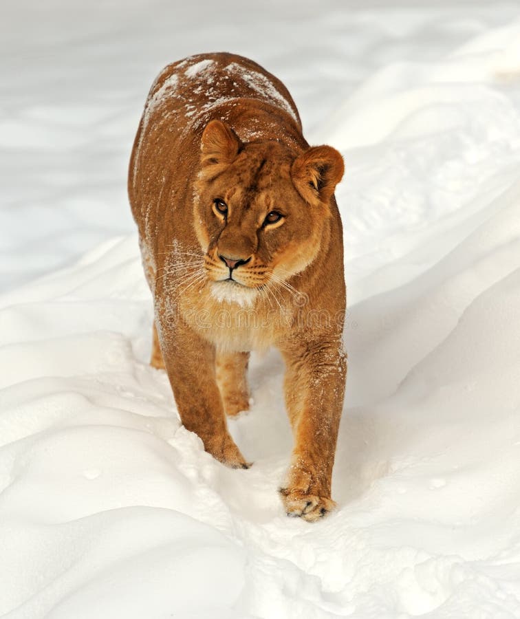 Lion stock image. Image of cautious, nature, lion, flora - 48867971