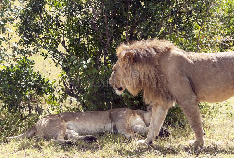 Lion near a lioness stock photo. Image of aggresvivity - 42180306