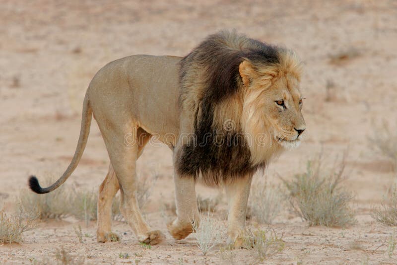 Lion Noir-maned image stock. Image du kalahari, intense - 1593259