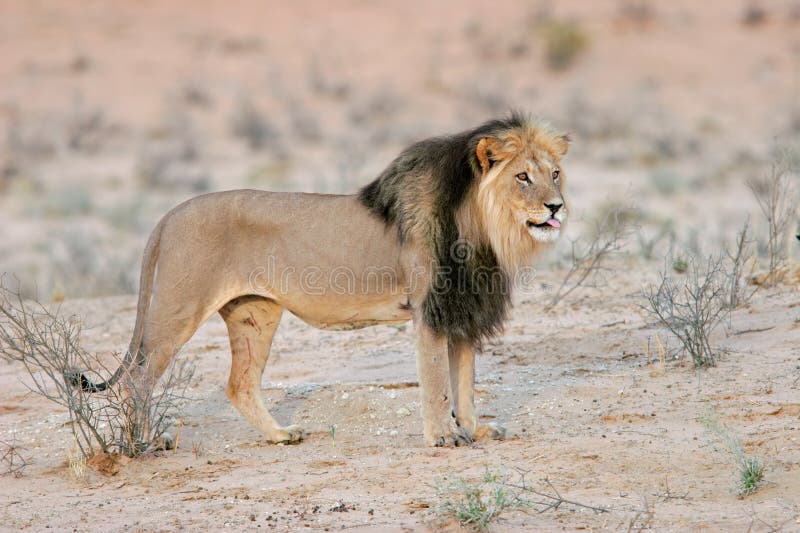 Lion Noir-maned image stock. Image du crinière, langue - 6009853