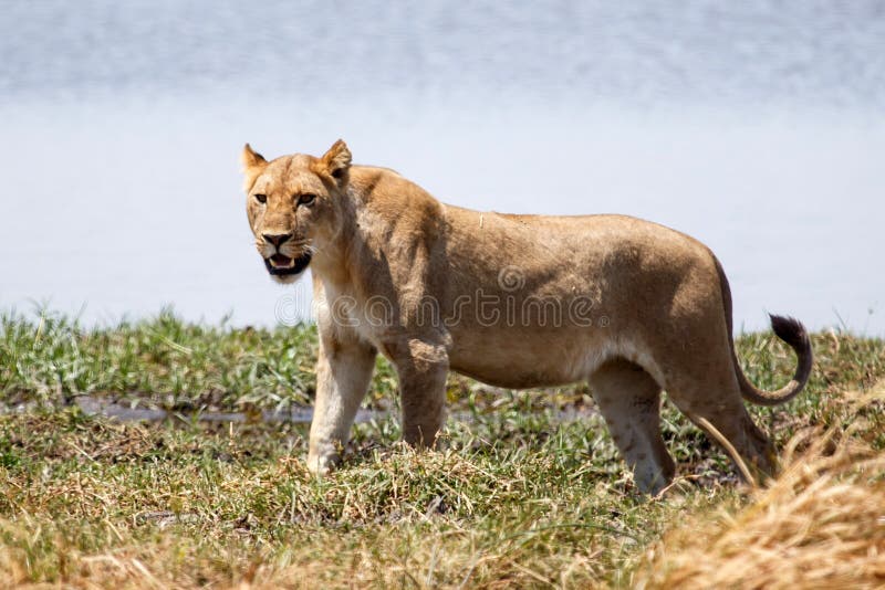 Lion - Okavango Delta - Moremi N.P. Stock Photo - Image of habitat ...