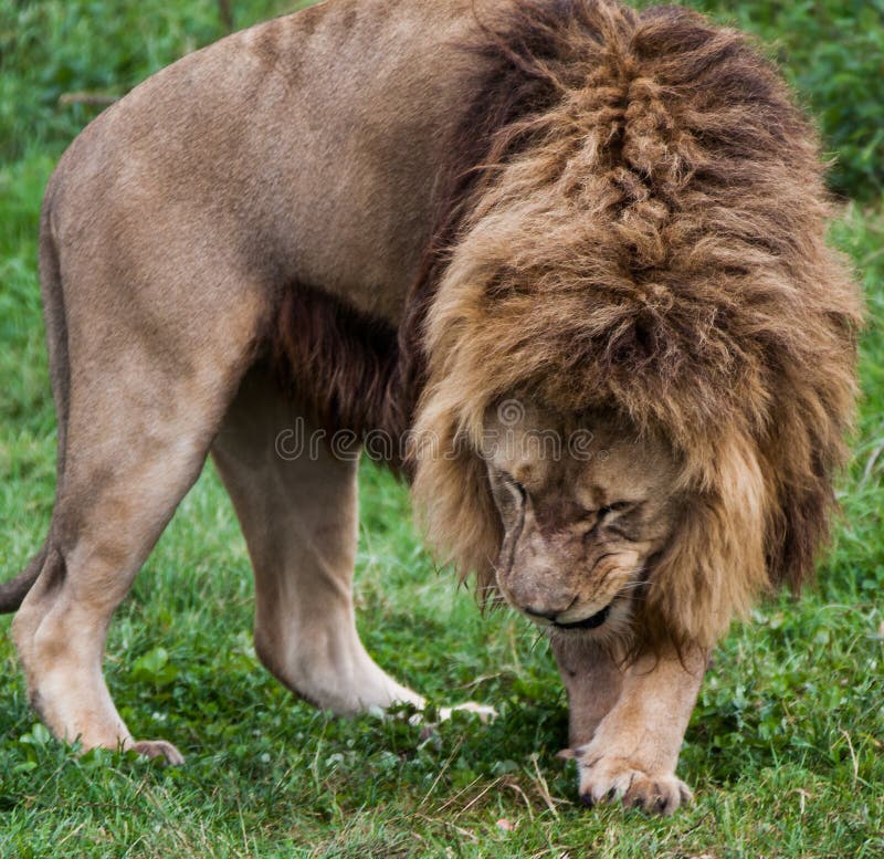 Lion pacing stock image. Image of lionhearted, wild, king - 27547647