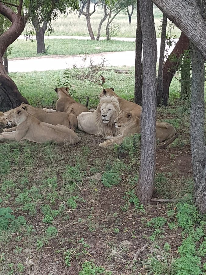 Lion Pack. Portrait of Lionesses in Safari Park Stock Image - Image of ...