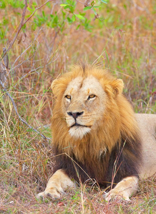 Lion (panthera Leo) Close-up Stock Photo - Image of mammal, mane: 12188196