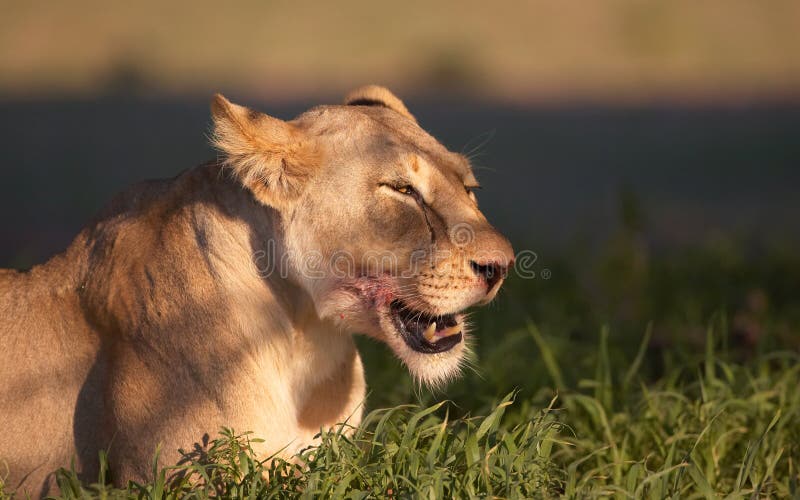 Lion (panthera Leo) Close-up Stock Photo - Image of hunter, behavior ...