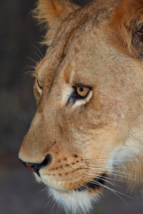 Lion (panthera Leo) Close-up Stock Photo - Image of head, mouth: 12188664