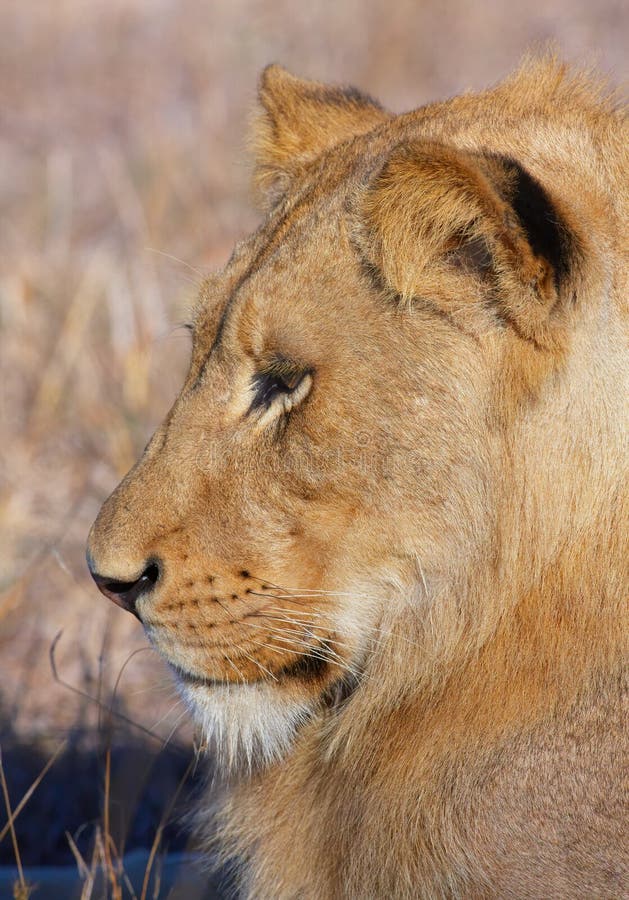 Lion (panthera Leo) Close-up Stock Photo - Image of behavior, africa ...