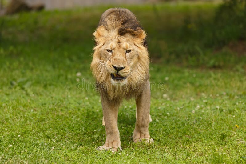 Lion (Panthera Leo) Contemptuous Expression Stock Image - Image of ...