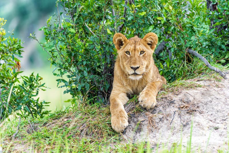 Lion (Panthera Leo) Cub Resting in the Okavango Delta in Botswana Stock ...