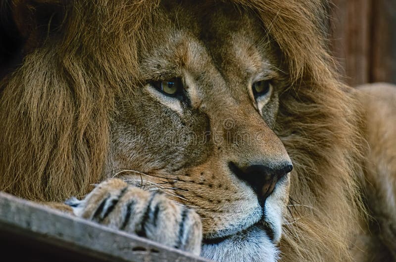 Lion Alfa Male stock photo. Image of nature, animal, mammal - 55172220