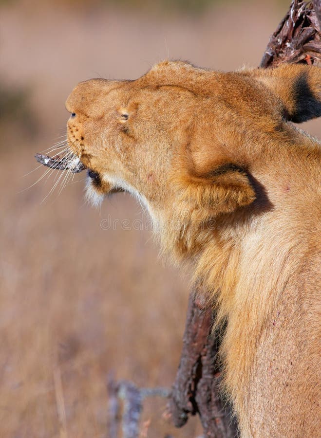 Lion (panthera Leo) Scratching Her Head Stock Image - Image of exotic ...